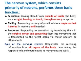 Brain morphology and chemistry drugs-2.pptx
