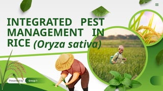 INTEGRATED PEST MANAGEMENT of rice Report Presentation | PPTX