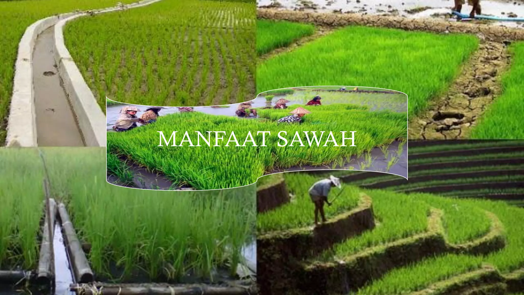 Group 1 l ahan sawah | PDF
