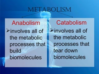 (Group1)metabolism | PPT