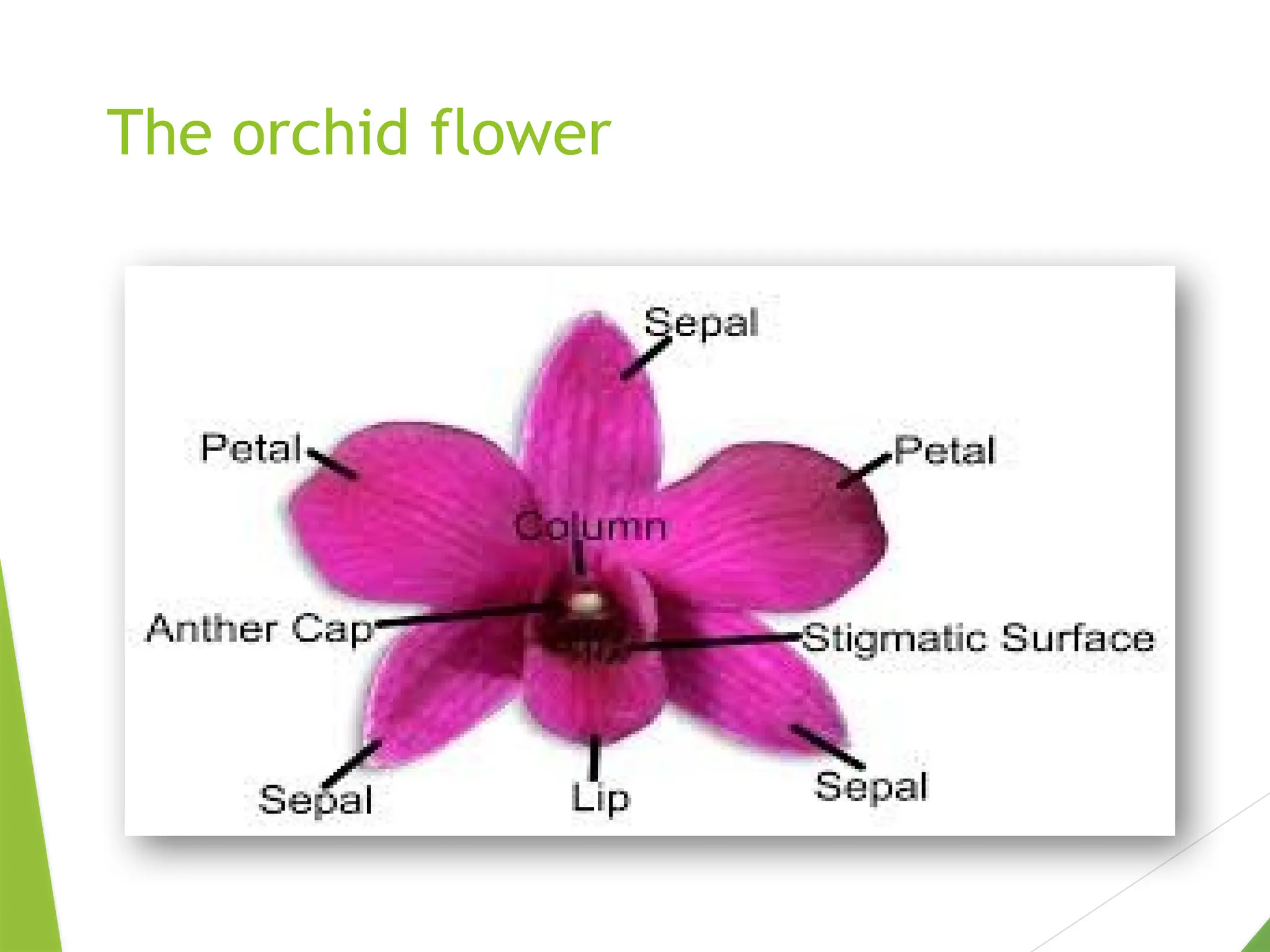 Group 1 Orchid.pptx Orchid production and it's product | PPTX