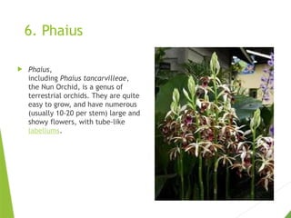 Group 1 Orchid.pptx Orchid production and it's product | PPTX