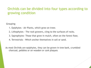 Group 1 Orchid.pptx Orchid production and it's product | PPTX
