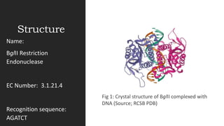 Presentation on Restriction enzyme BglII (BgIII).pptx | Chemistry | Science