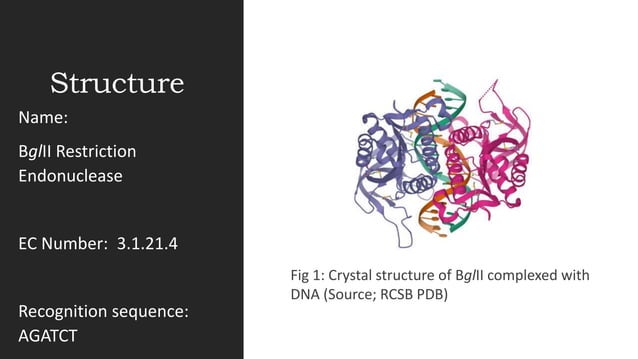Presentation on Restriction enzyme BglII (BgIII).pptx | Chemistry | Science