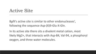 Presentation on Restriction enzyme BglII (BgIII).pptx | Chemistry | Science