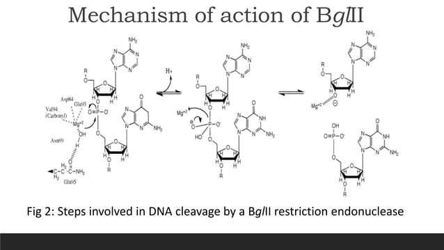 Presentation on Restriction enzyme BglII (BgIII).pptx | Chemistry | Science