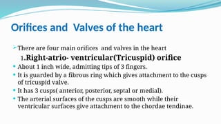 Group 1Radiological Anatomy Of the heart and great vessels.pptx