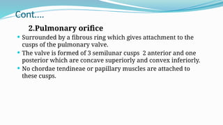 Group 1Radiological Anatomy Of the heart and great vessels.pptx