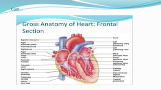 Group 1Radiological Anatomy Of the heart and great vessels.pptx