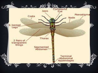 Class Insecta Diagram