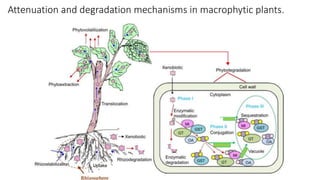 Biodegradation.pptx