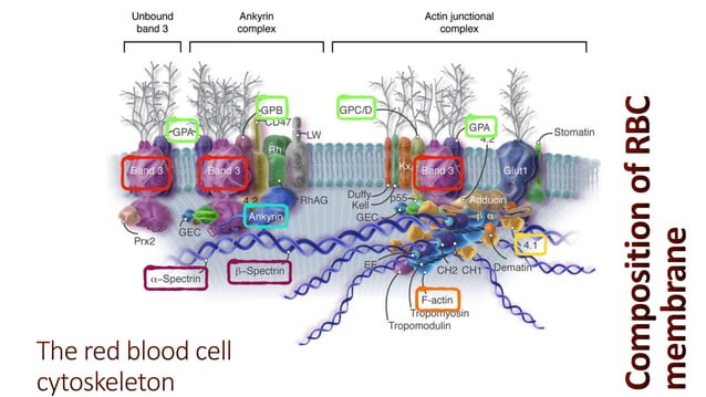 ABO Blood Type Incompatibility | PPTX