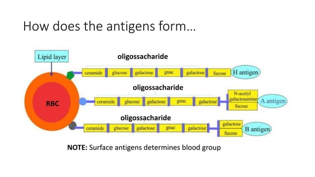 ABO Blood Type Incompatibility | PPTX