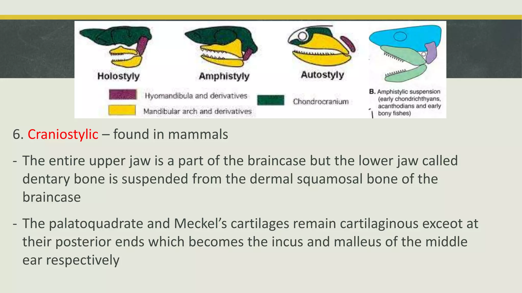 Comparative Anatomy - Skeletal System | PPTX