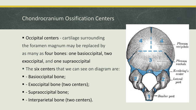 Comparative Anatomy - Skeletal System | PPTX
