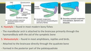 Comparative Anatomy - Skeletal System | PPTX