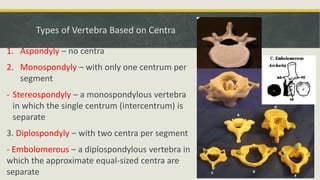 Comparative Anatomy - Skeletal System | PPTX