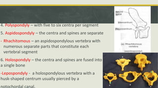 Comparative Anatomy - Skeletal System | PPTX