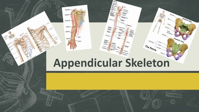 Comparative Anatomy - Skeletal System | PPTX
