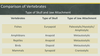 Comparative Anatomy - Skeletal System | PPTX