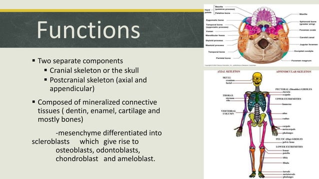 Comparative Anatomy - Skeletal System | PPTX