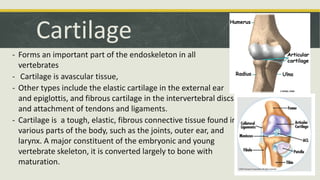 Comparative Anatomy - Skeletal System | PPTX