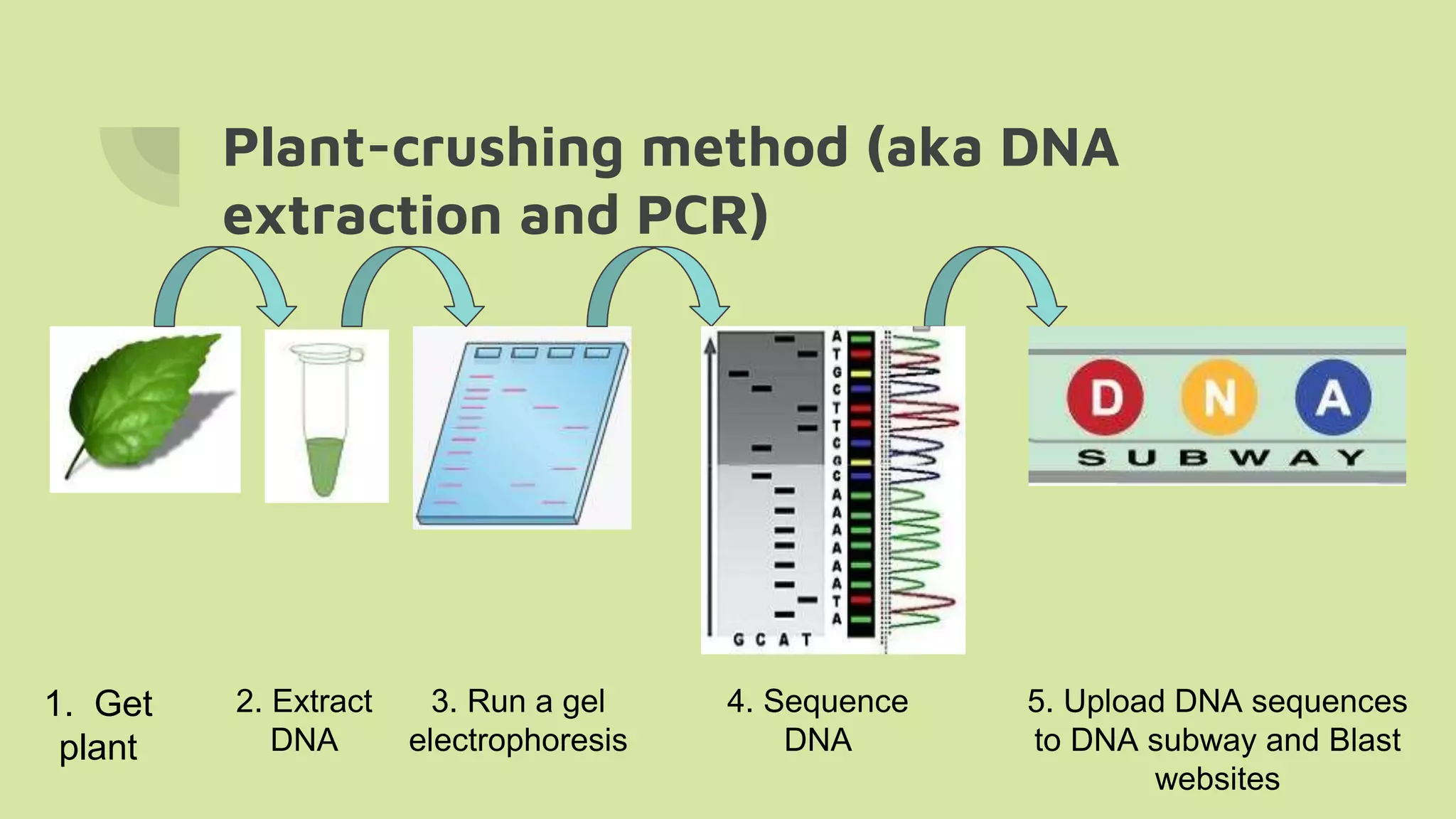 Group 2 AUA DNA barcoding project | PPT