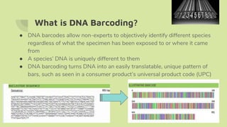 Group 2 AUA DNA barcoding project | PPT