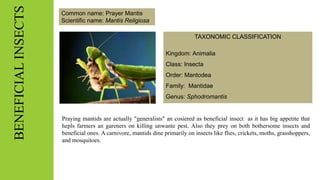 GROUP_2_Benefecial_Insect_on_Leafy_Vegetables__(1).pptx | Beekeeping ...