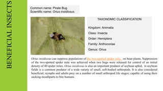 GROUP_2_Benefecial_Insect_on_Leafy_Vegetables__(1).pptx