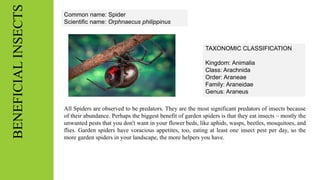 GROUP_2_Benefecial_Insect_on_Leafy_Vegetables__(1).pptx | Beekeeping ...