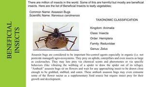 GROUP_2_Benefecial_Insect_on_Leafy_Vegetables__(1).pptx | Beekeeping ...