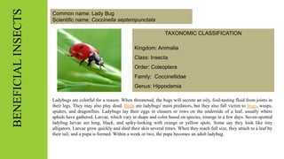 GROUP_2_Benefecial_Insect_on_Leafy_Vegetables__(1).pptx | Beekeeping ...