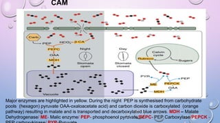 GROUP 2 CAM FINAL doc 1.pptx