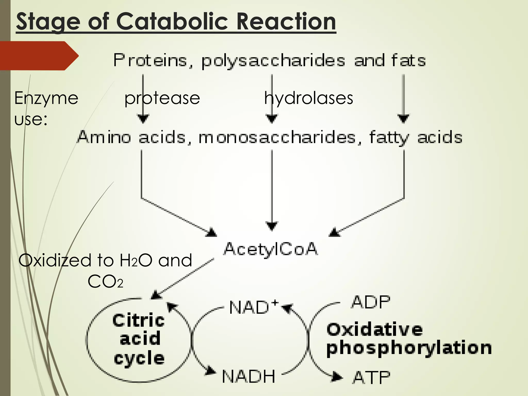 (Group2)catabolism | PPTX