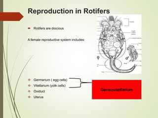 Rotifera | PPTX