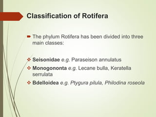 Rotifera | PPTX