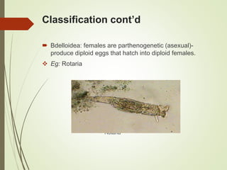 Rotifera | PPTX