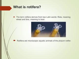 Rotifera | PPTX
