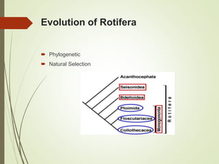 Rotifera | PPTX