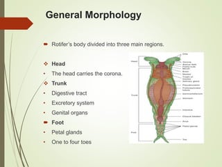 Rotifera | PPTX