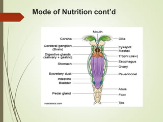 Labeled Rotifer Diagram