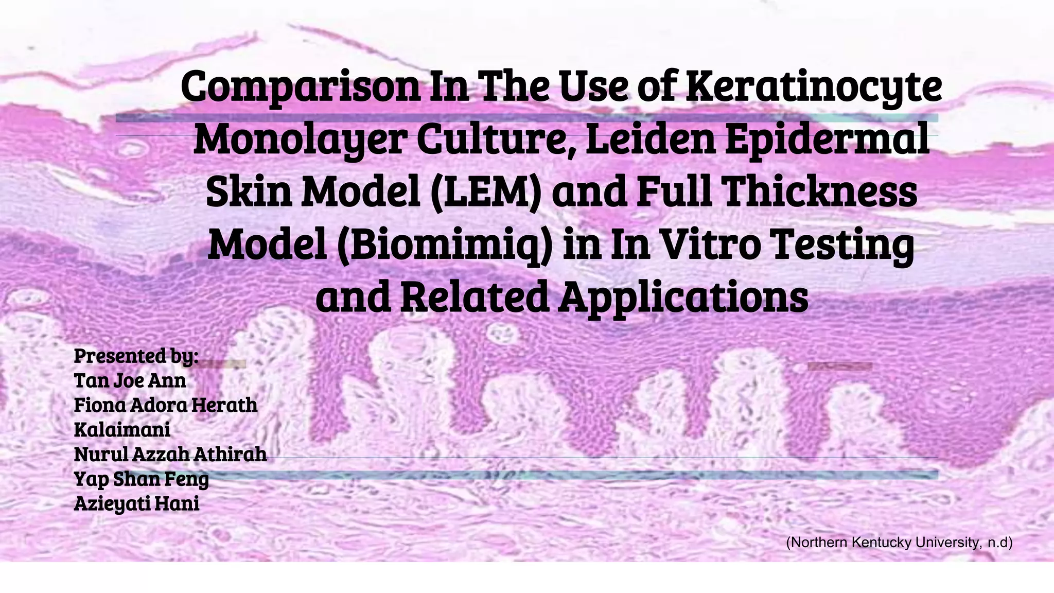 Group 2 (keratinocyte monolayer culture, LEM and FTM) | PPTX