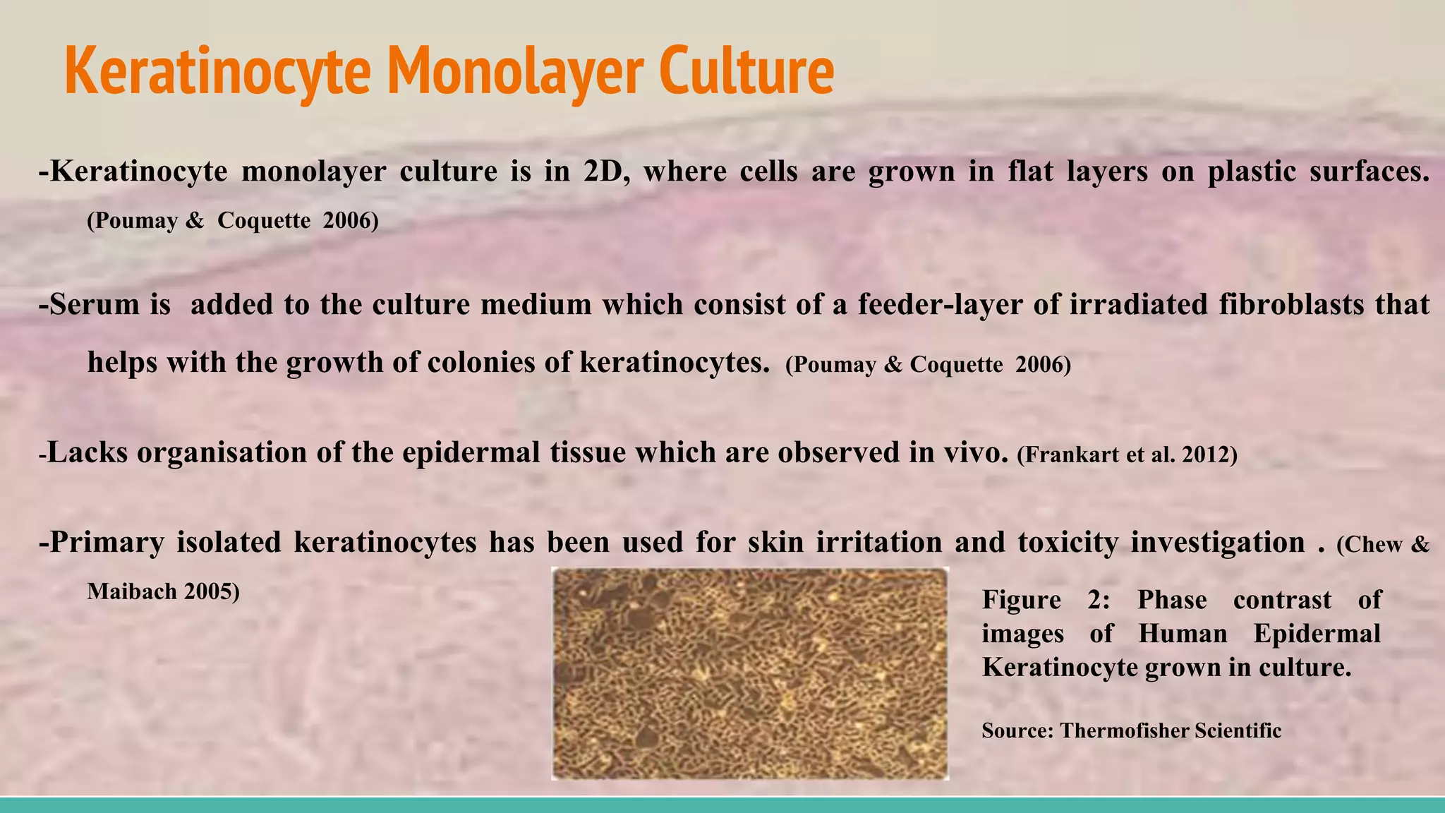 Group 2 (keratinocyte monolayer culture, LEM and FTM) | PPTX