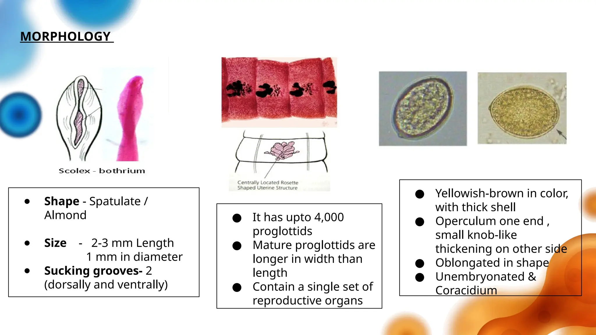 PARASITOLOGY SMALL GROUP DISCUSSION CESTODES.pptx
