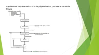 Life cycle Assesment and waste stratigies of PLA | PPTX