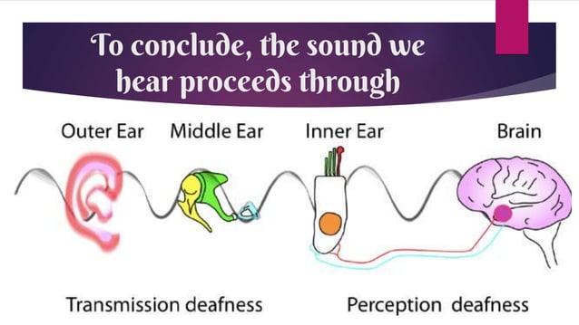 Process of Hearing | PPTX | Digital Audio | Computer Software and ...