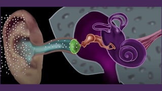 Process of Hearing | PPTX | Digital Audio | Computer Software and ...