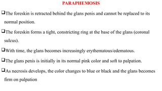 Presentation on Phimosis, Paraphimosis, Balanitis, Varicocele, and ...